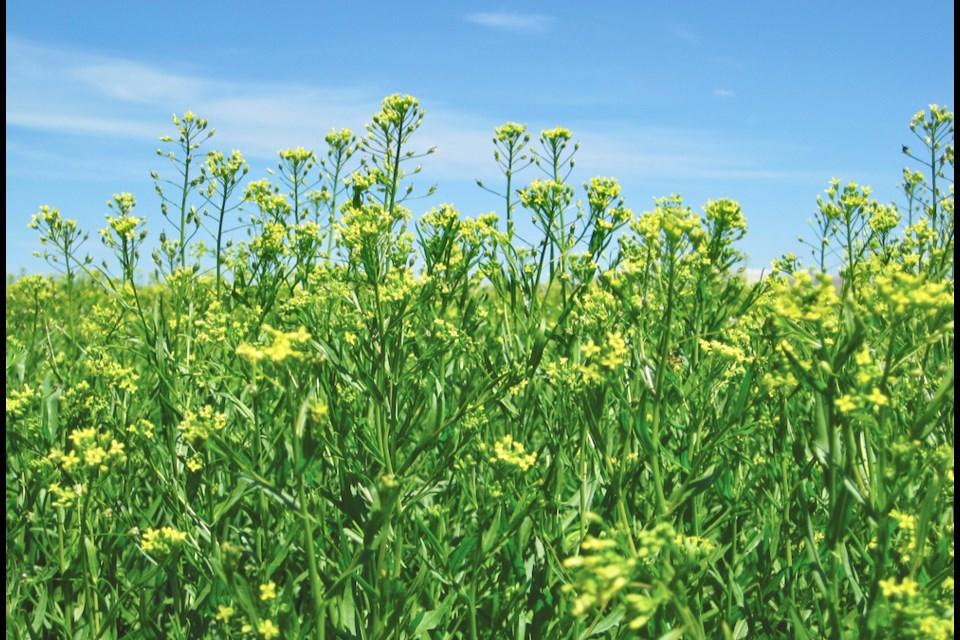TBNewswatch: A new winter crop is being tested in Thunder Bay ...